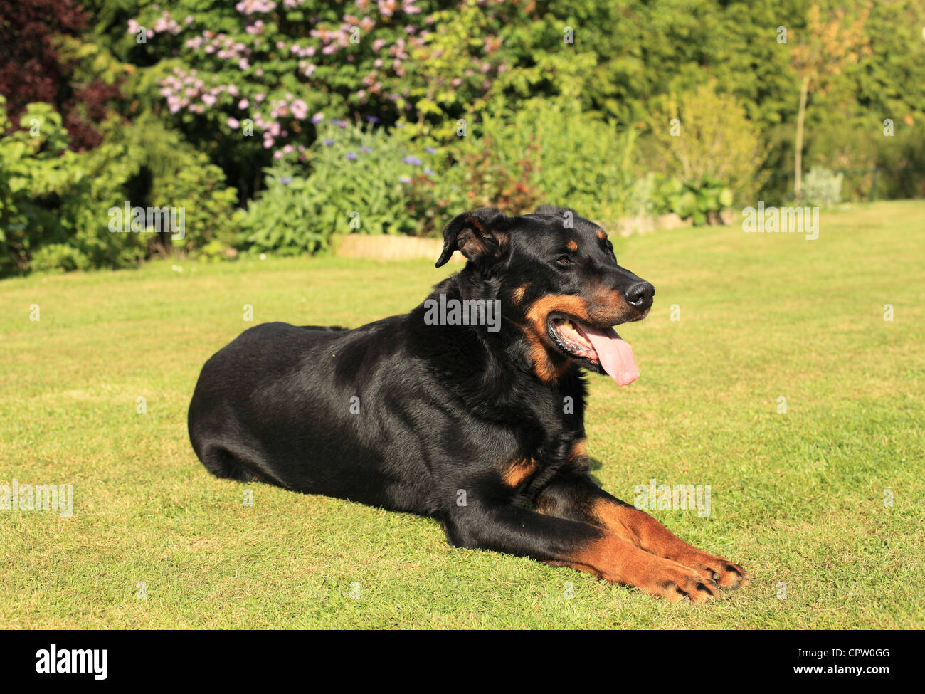 portrait of a purebred french sheepdog beauceron Stock Photo - Alamy