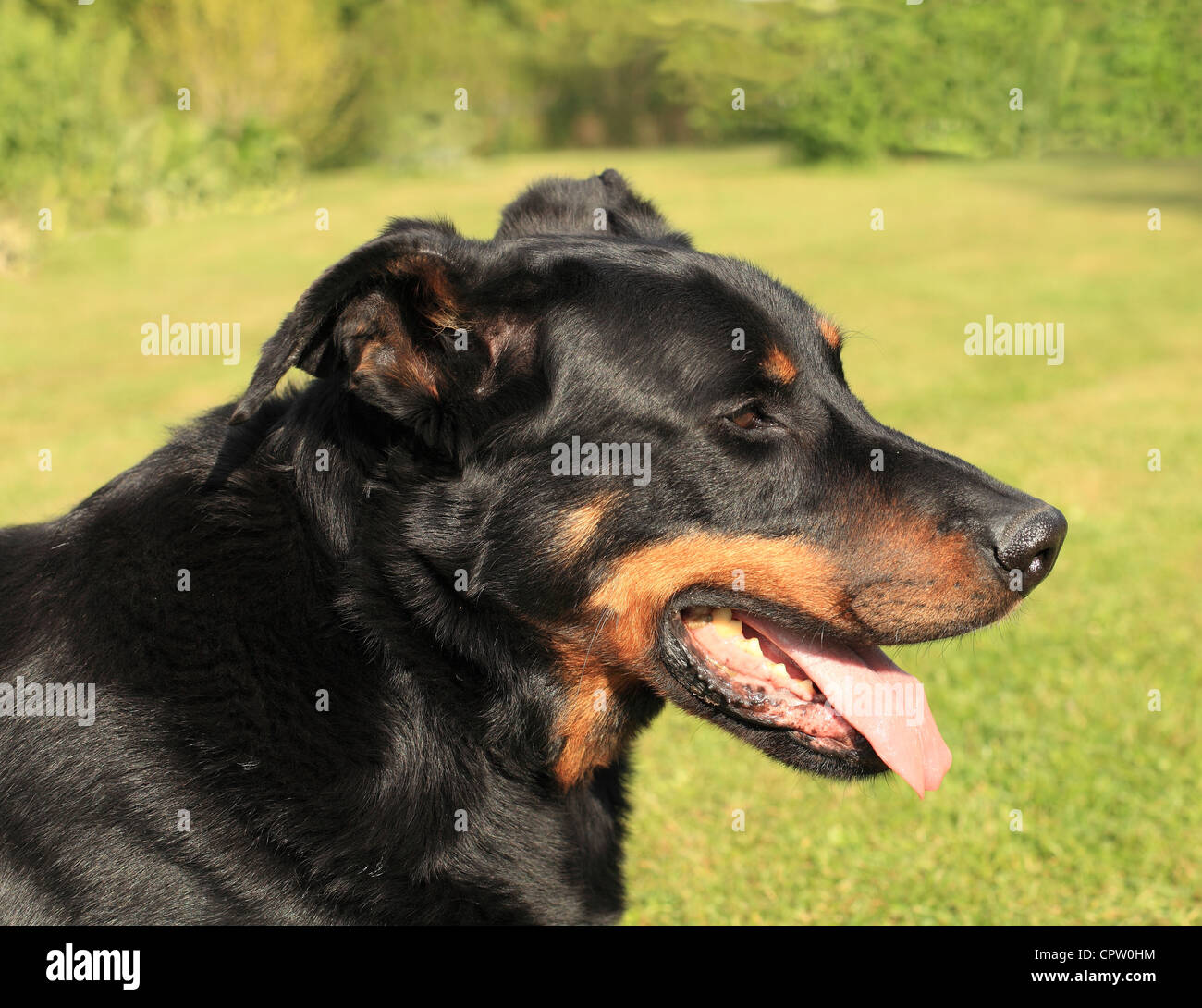 portrait of a purebred french sheepdog beauceron Stock Photo - Alamy