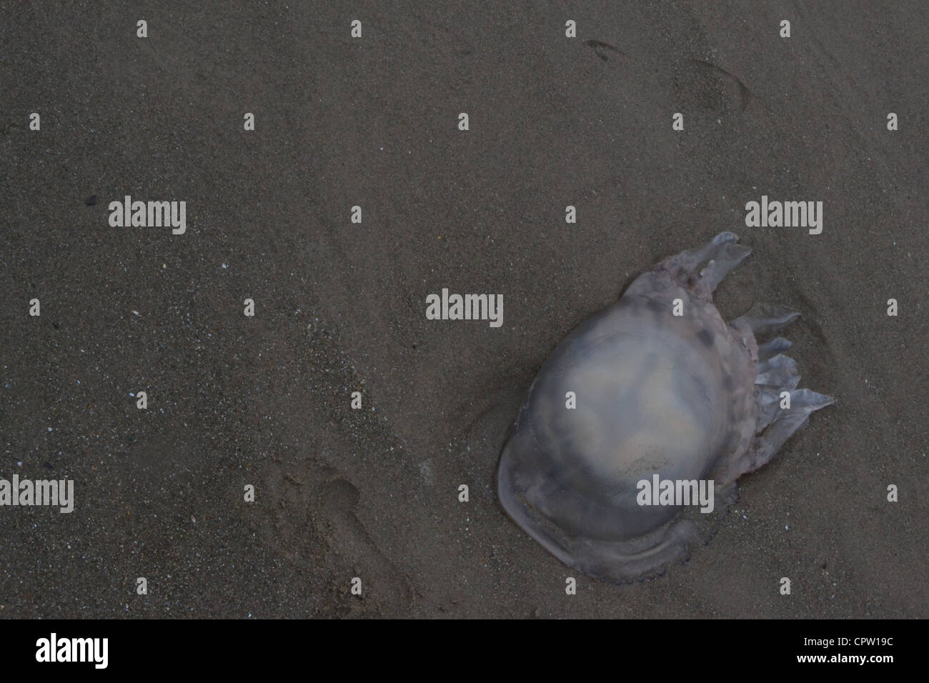 Jelly fish lying on the beach Stock Photo - Alamy