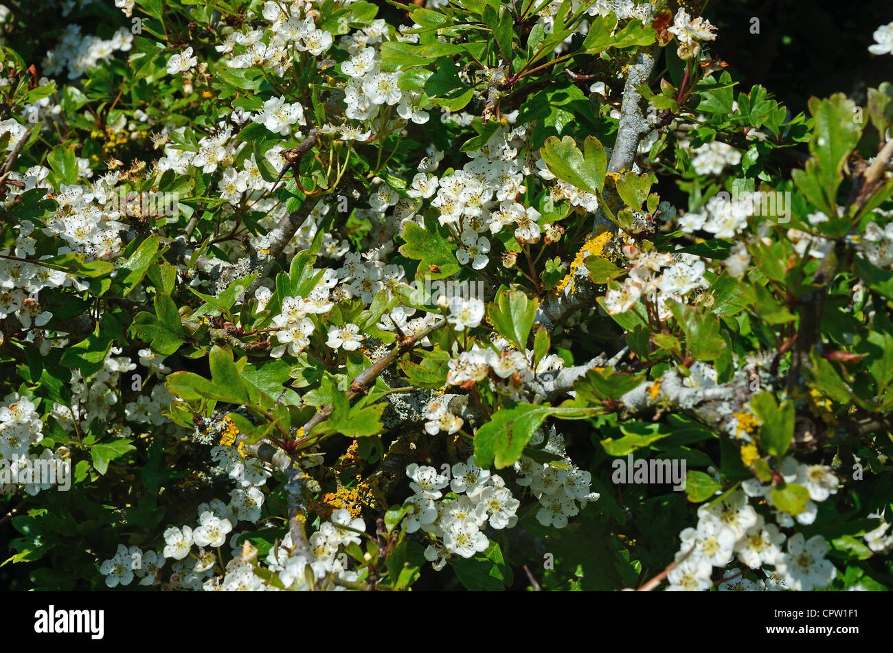 Hawthorn flowers and leaves hi-res stock photography and images - Alamy