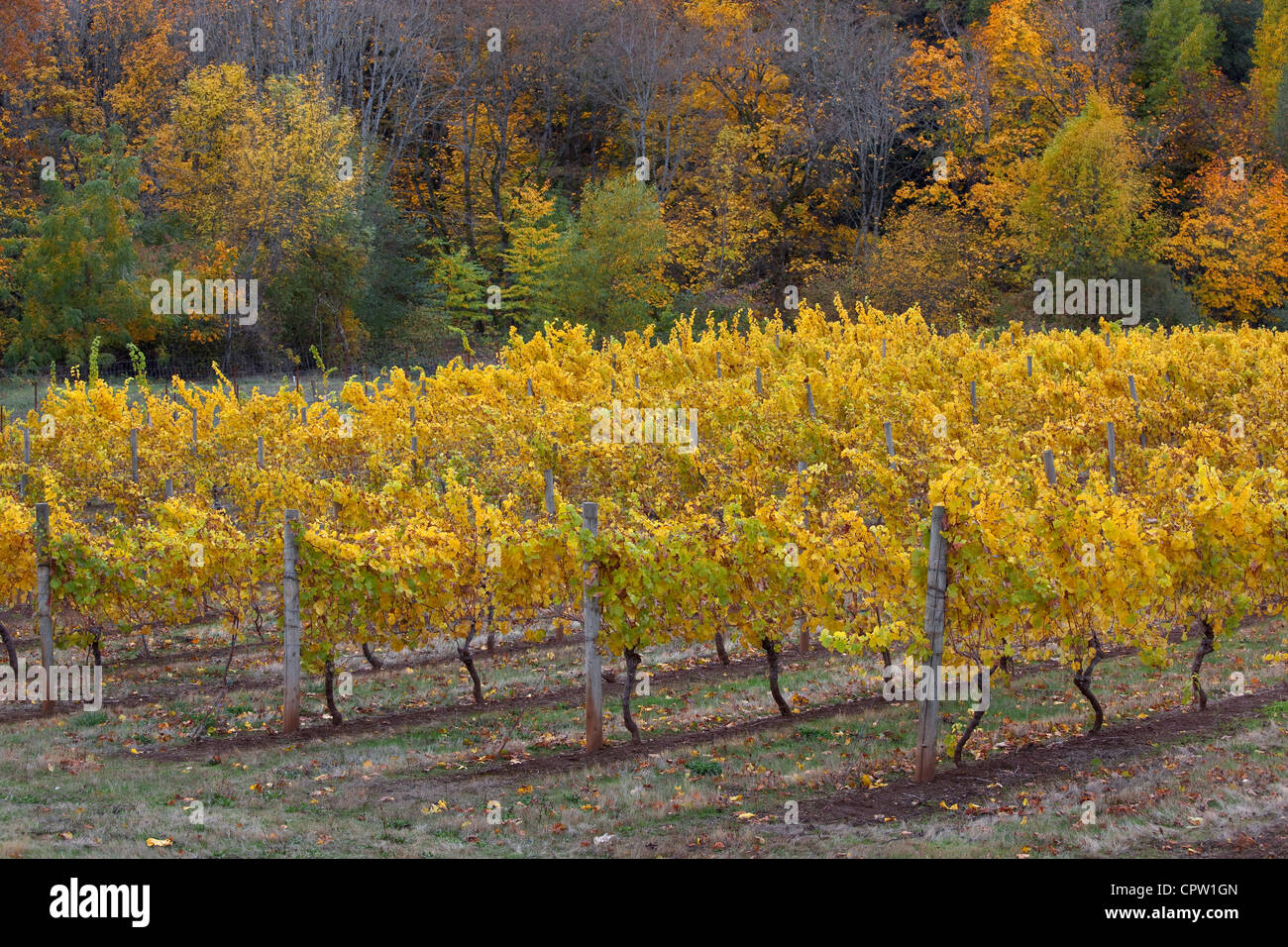 Hood River County, Oregon Vineyard yellow with fall colors in the Hood ...