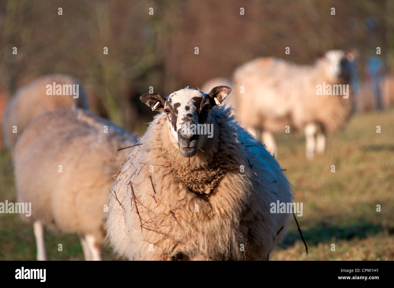 Sheep In Morning Light Stock Photo - Alamy