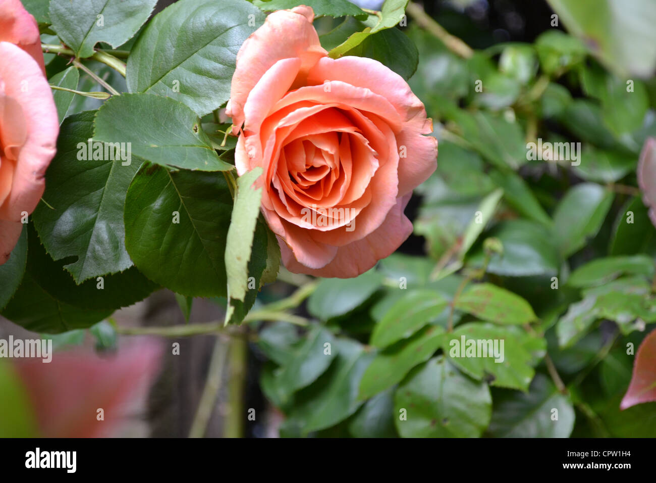 Peach Colored Rose in the Garden Stock Photo - Alamy