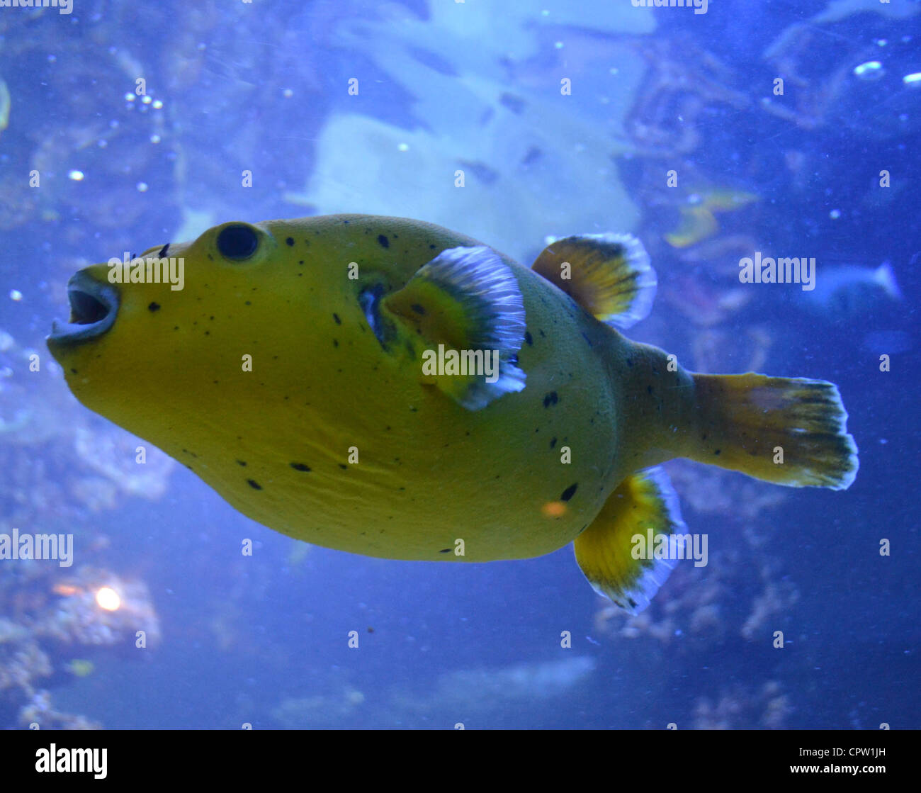 Fat Yellow fish Stock Photo - Alamy