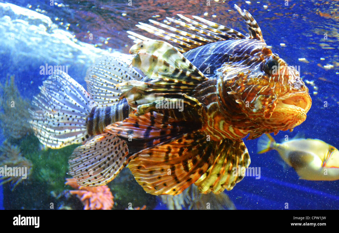 Unusual fish hi-res stock photography and images - Alamy