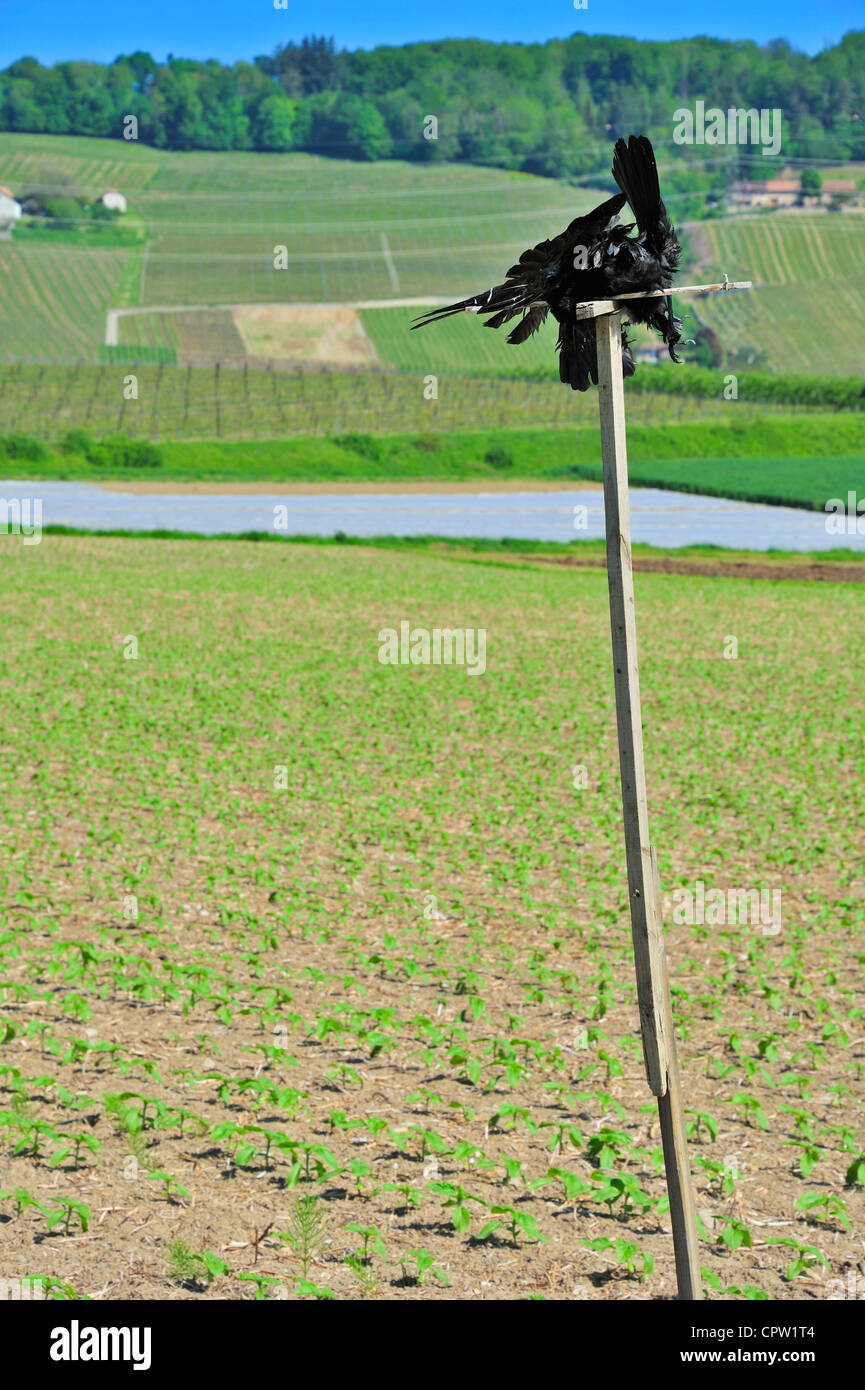 A dead crow tied to a stake in a Swiss field of young sunflowers, to ...
