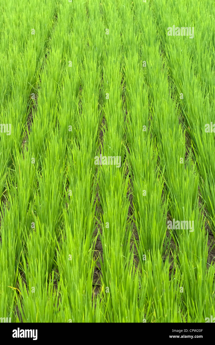 Green paddy field Stock Photo - Alamy