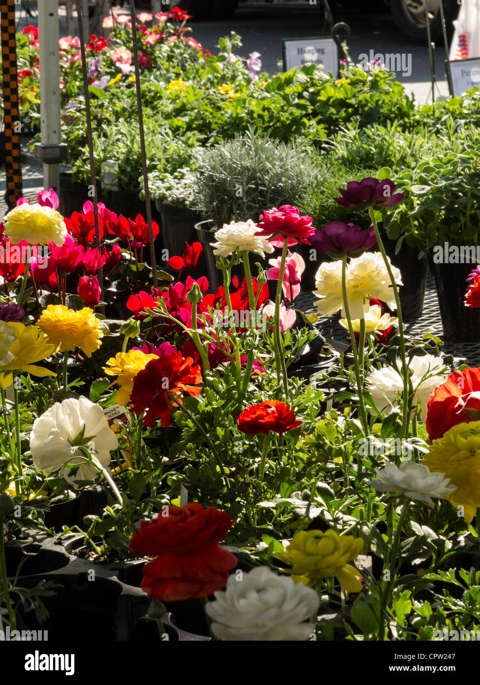 Flowers, Union Square Greenmarket, NYC Stock Photo - Alamy