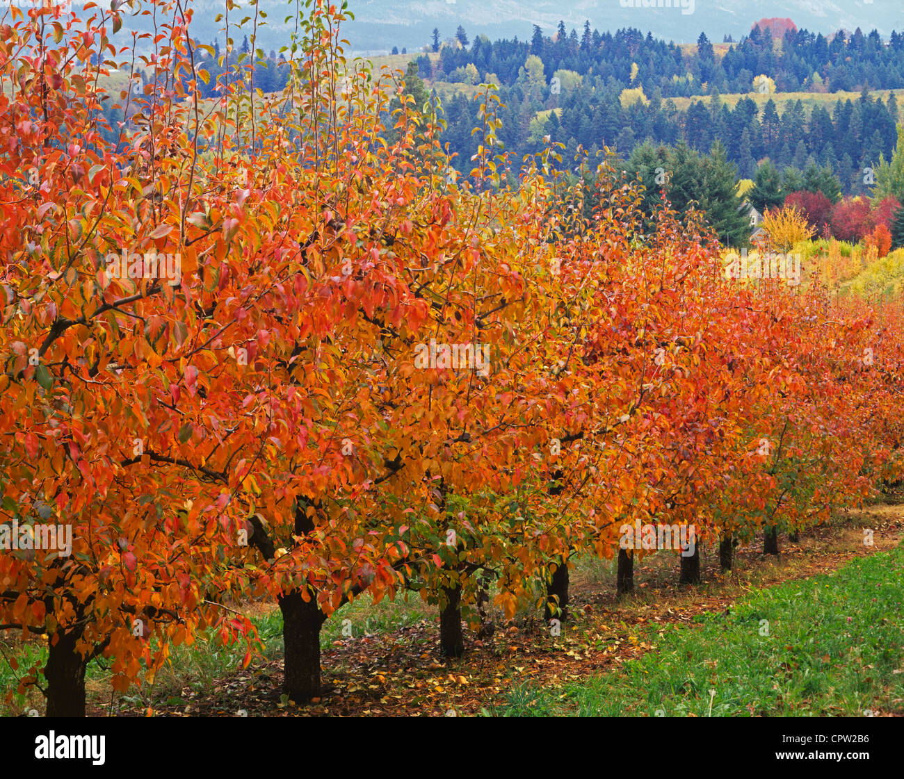 Oregon fruit orchard (Bartlett pears) in bright fall color with farm ...