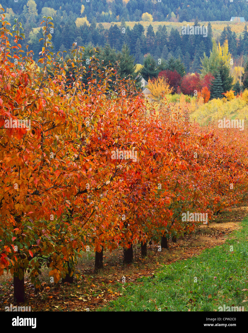 Fruit orchard (Bartlett pears) in bright fall color with farm ridges of ...
