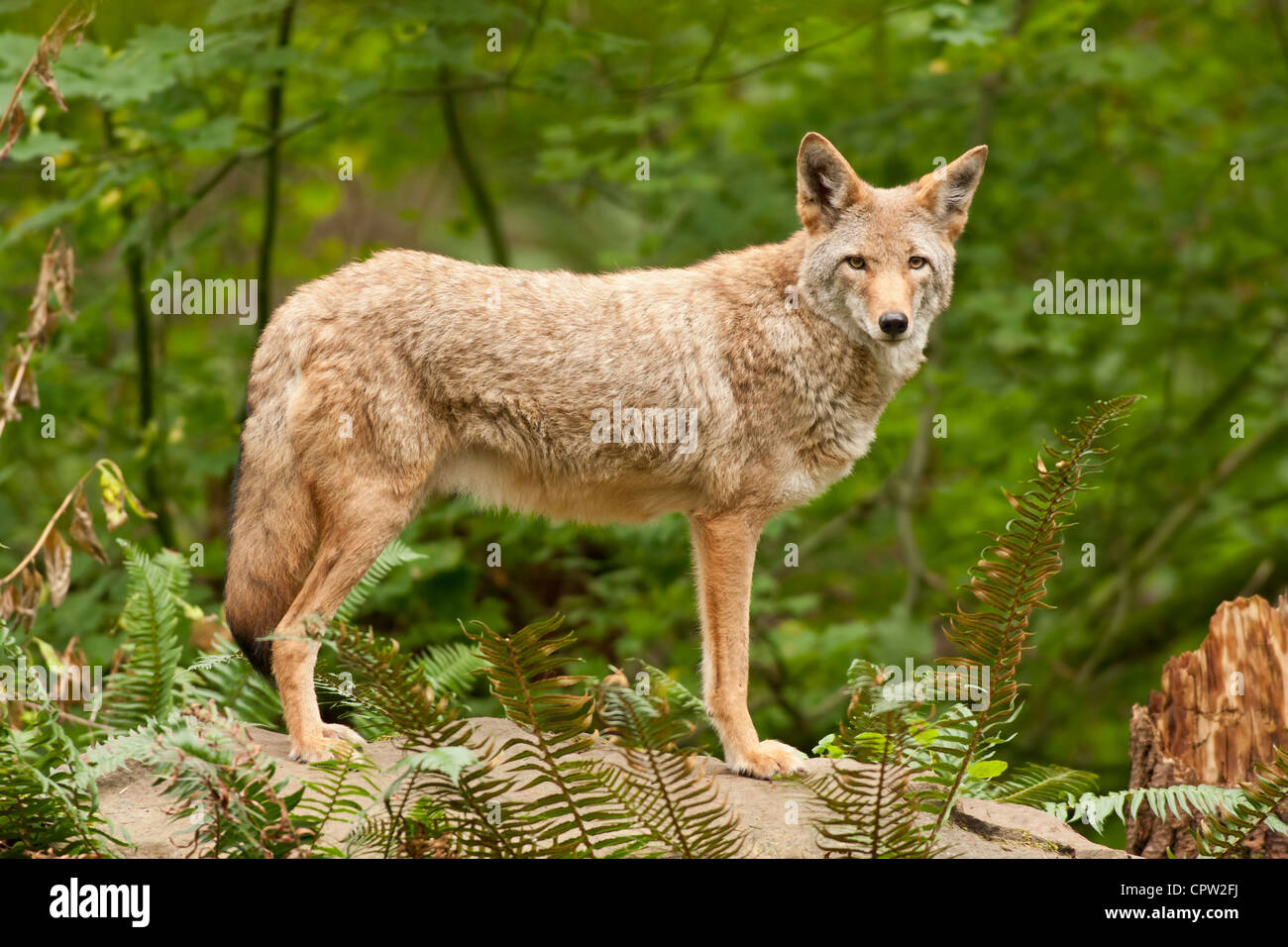 Coyote High Resolution Stock Photography and Images - Alamy