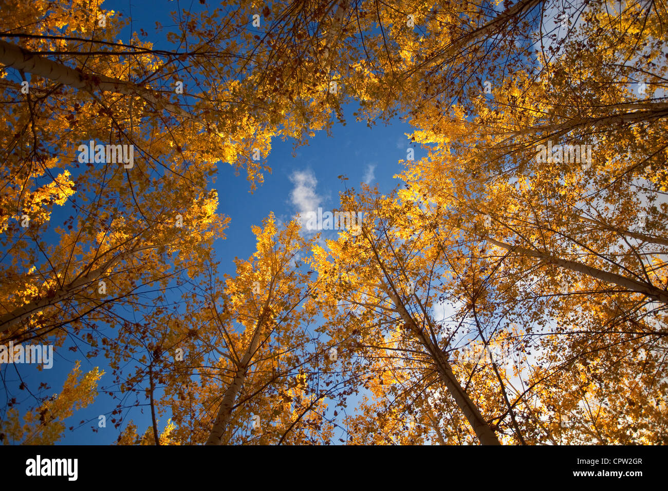 Hybrid poplar tree hi-res stock photography and images - Alamy