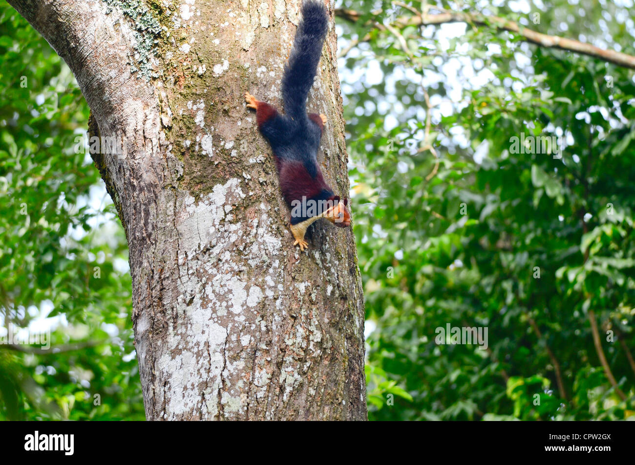 Malabar Giant squirrel,Periyar tiger reserve,Kerala Stock Photo - Alamy