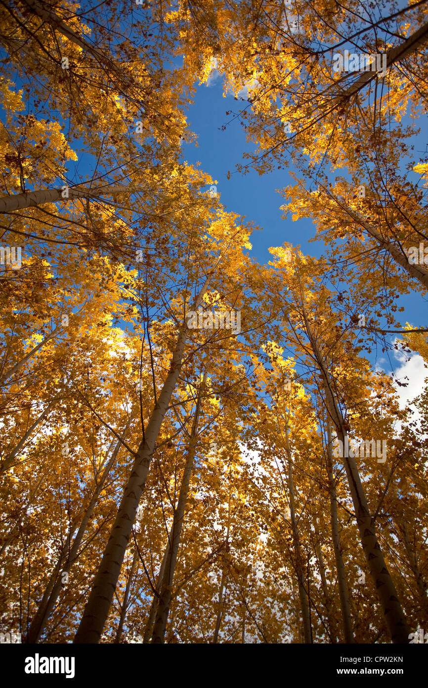 Hybrid poplar tree hi-res stock photography and images - Alamy