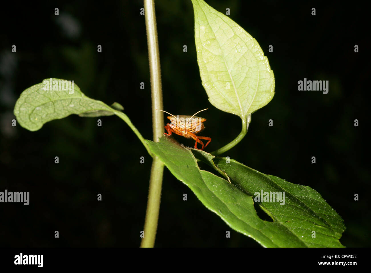 Distinctive markings hi-res stock photography and images - Alamy