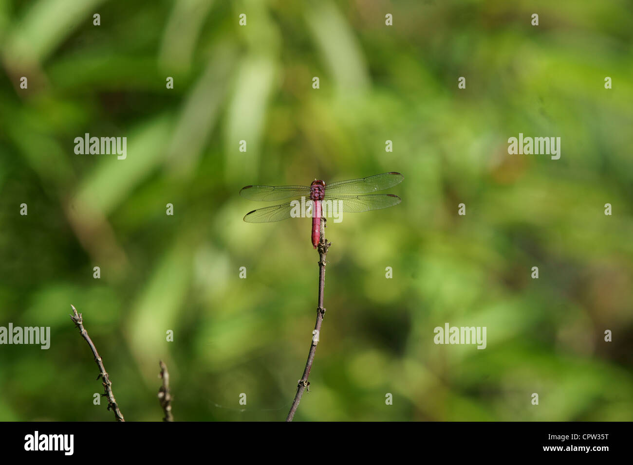 Pinkish red dragonfly perched on a branch waiting for prey to pass ...