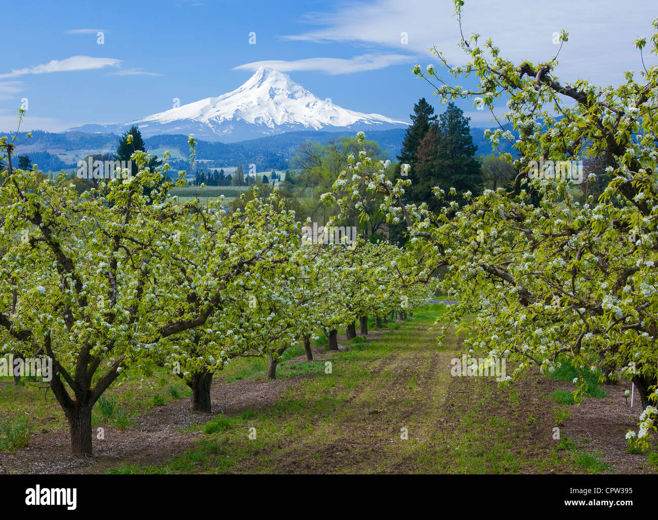 Hood River County, OR Pear orchard in blossom with Mt. Hood in the ...