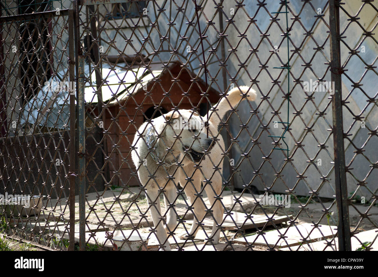 In closed kennel hi-res stock photography and images - Alamy