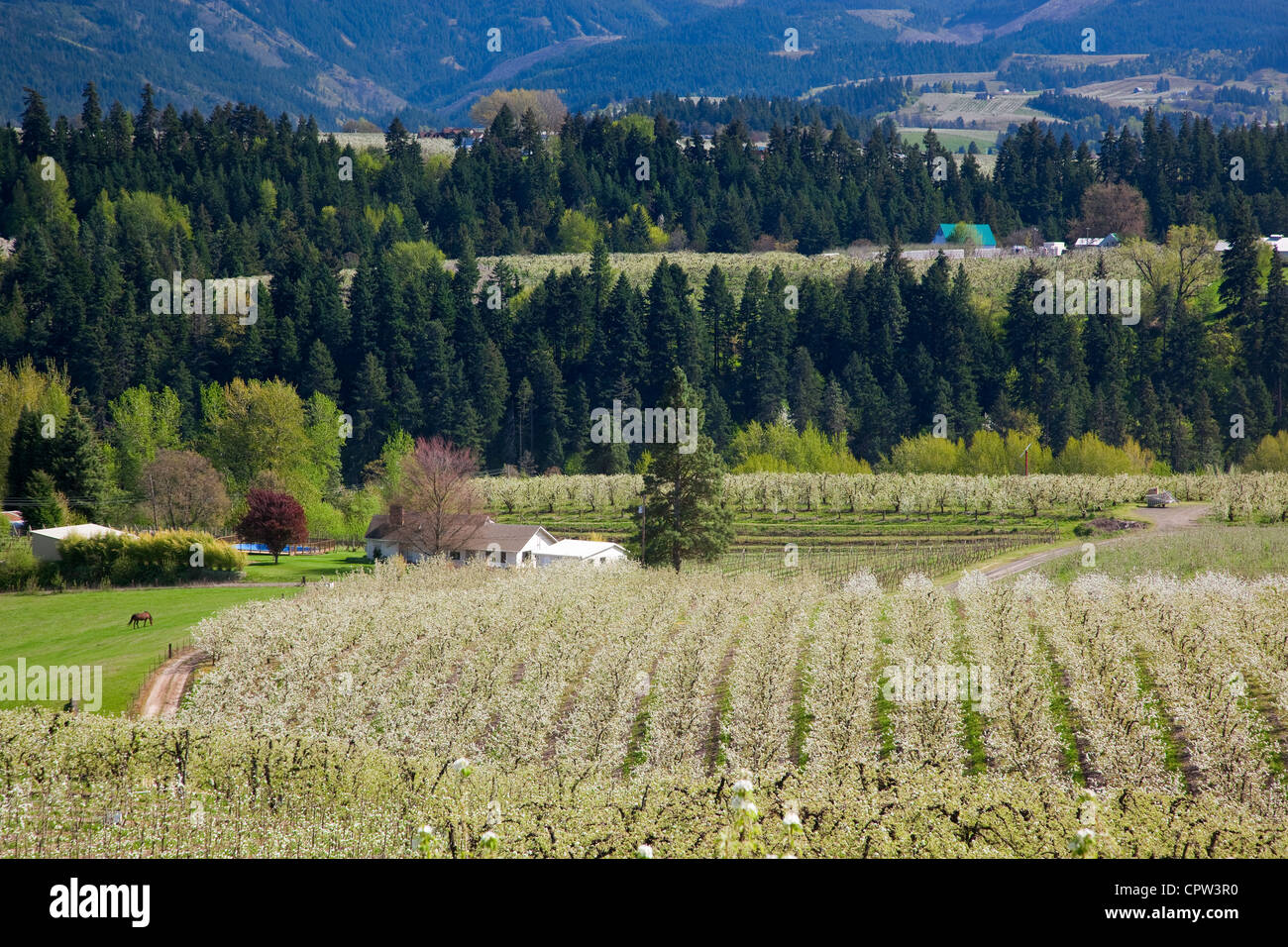 Hood River County, OR: Pear and fruit orchards among the rolling hills ...