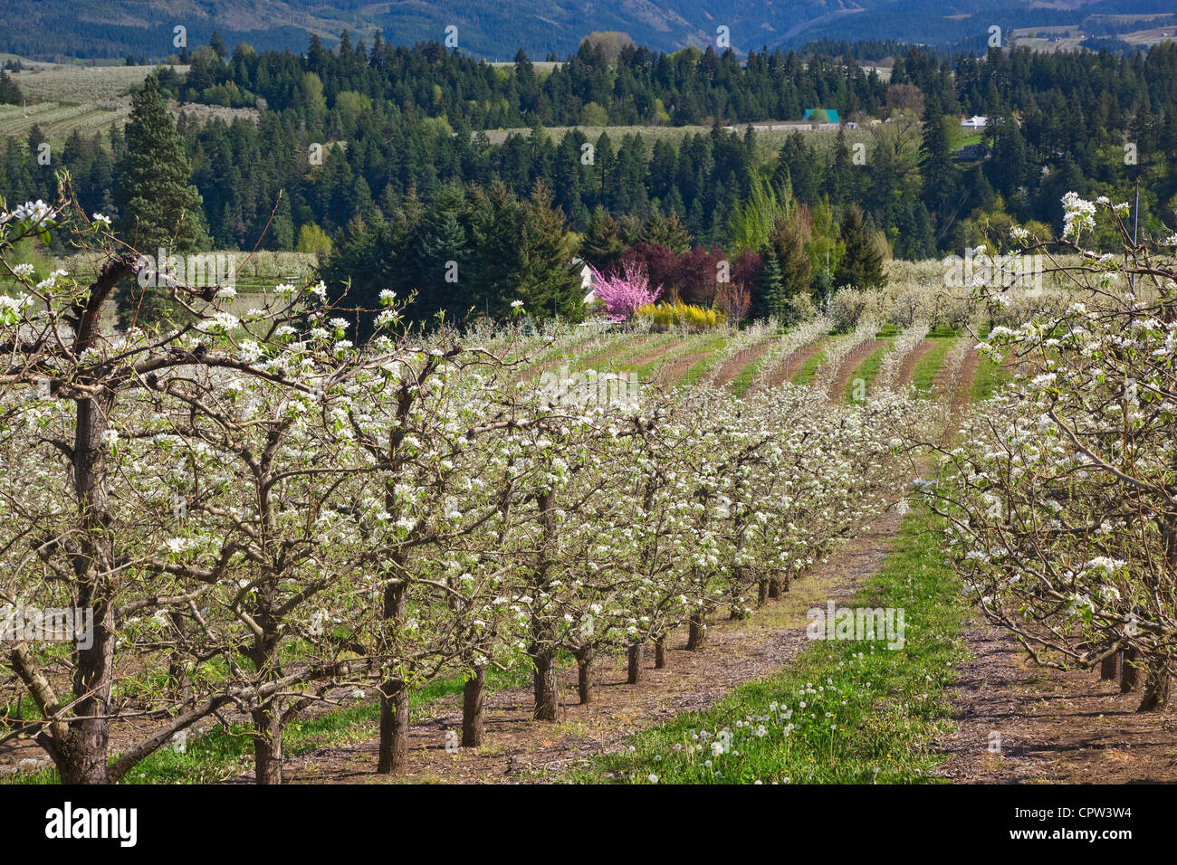 Hood river orchards hi-res stock photography and images - Alamy