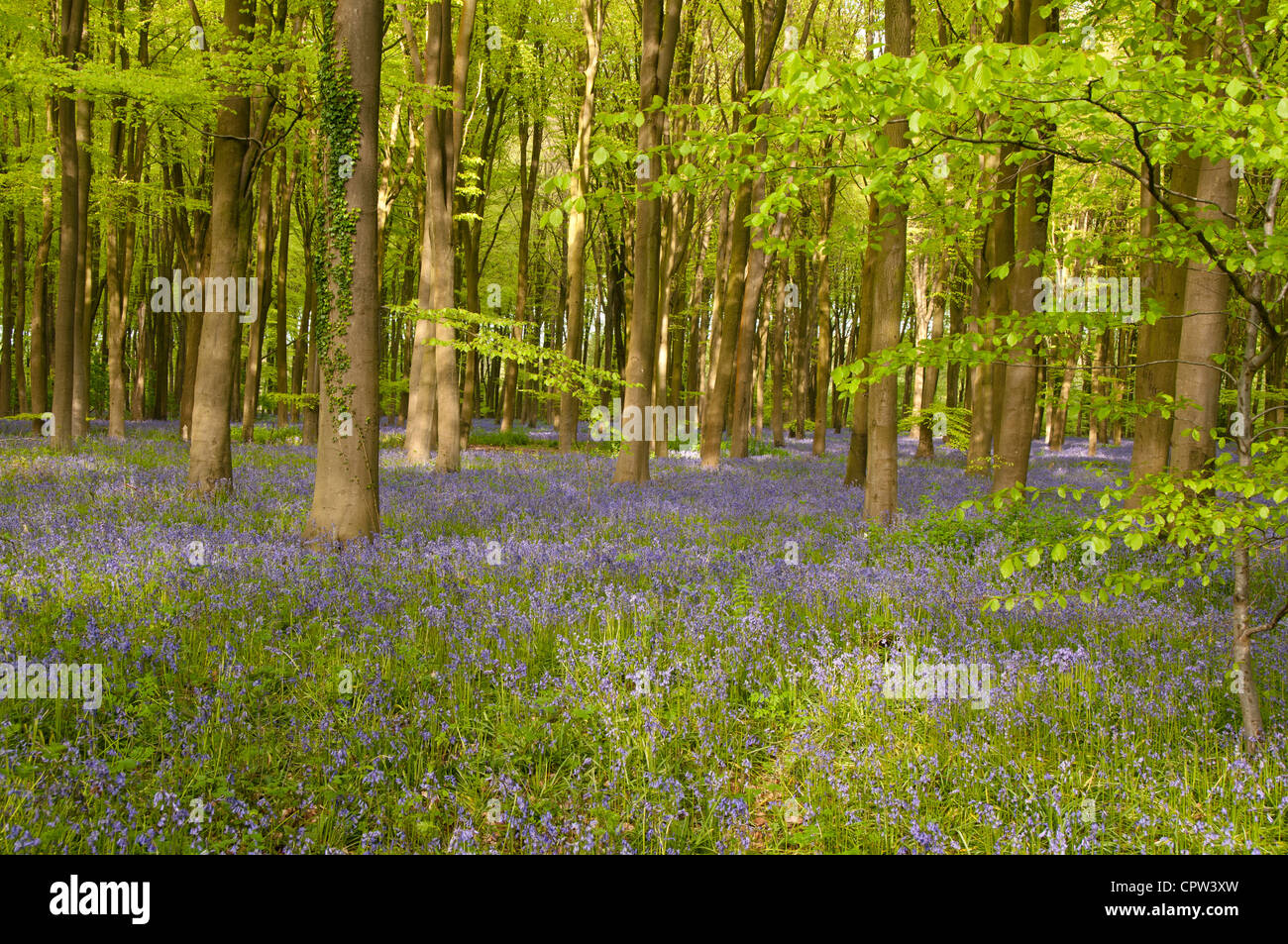 Bluebell Woods Micheldever Hampshire England UK Stock Photo - Alamy
