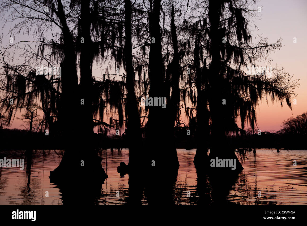 Louisiana Bayou Night