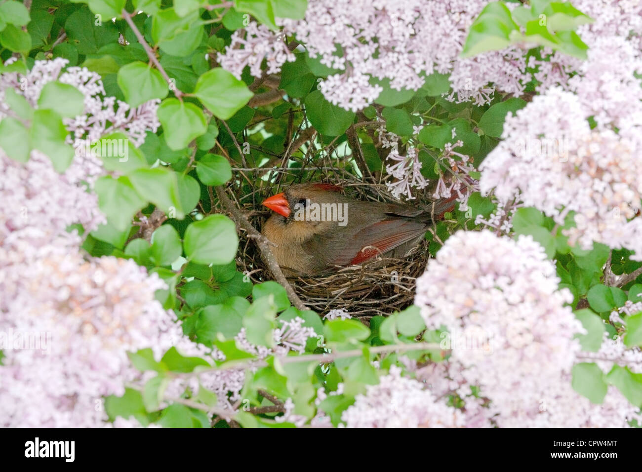 Cardinal nest hi-res stock photography and images - Alamy