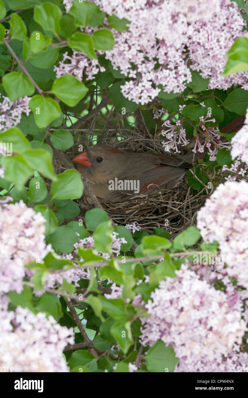 Cardinal nest hi-res stock photography and images - Alamy