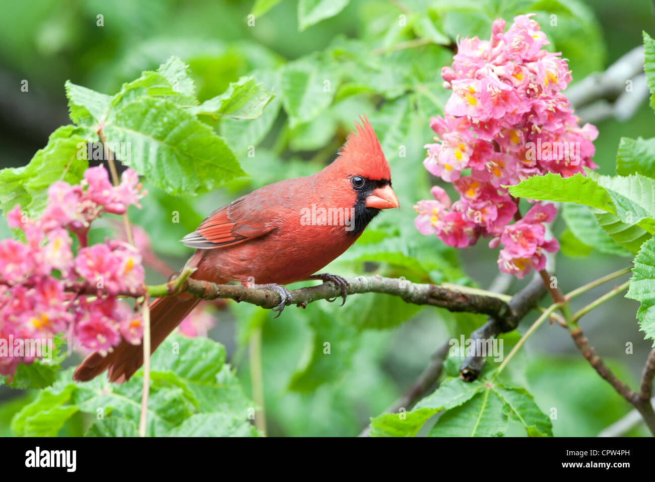 Northern cardinal in blooms hi-res stock photography and images - Alamy
