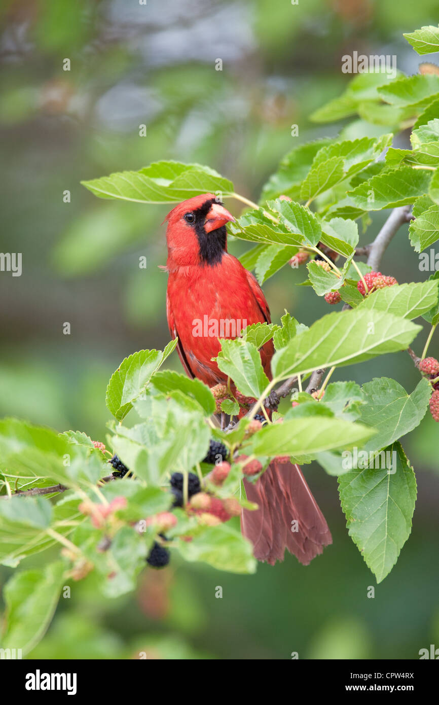 American cardinal hi-res stock photography and images - Alamy