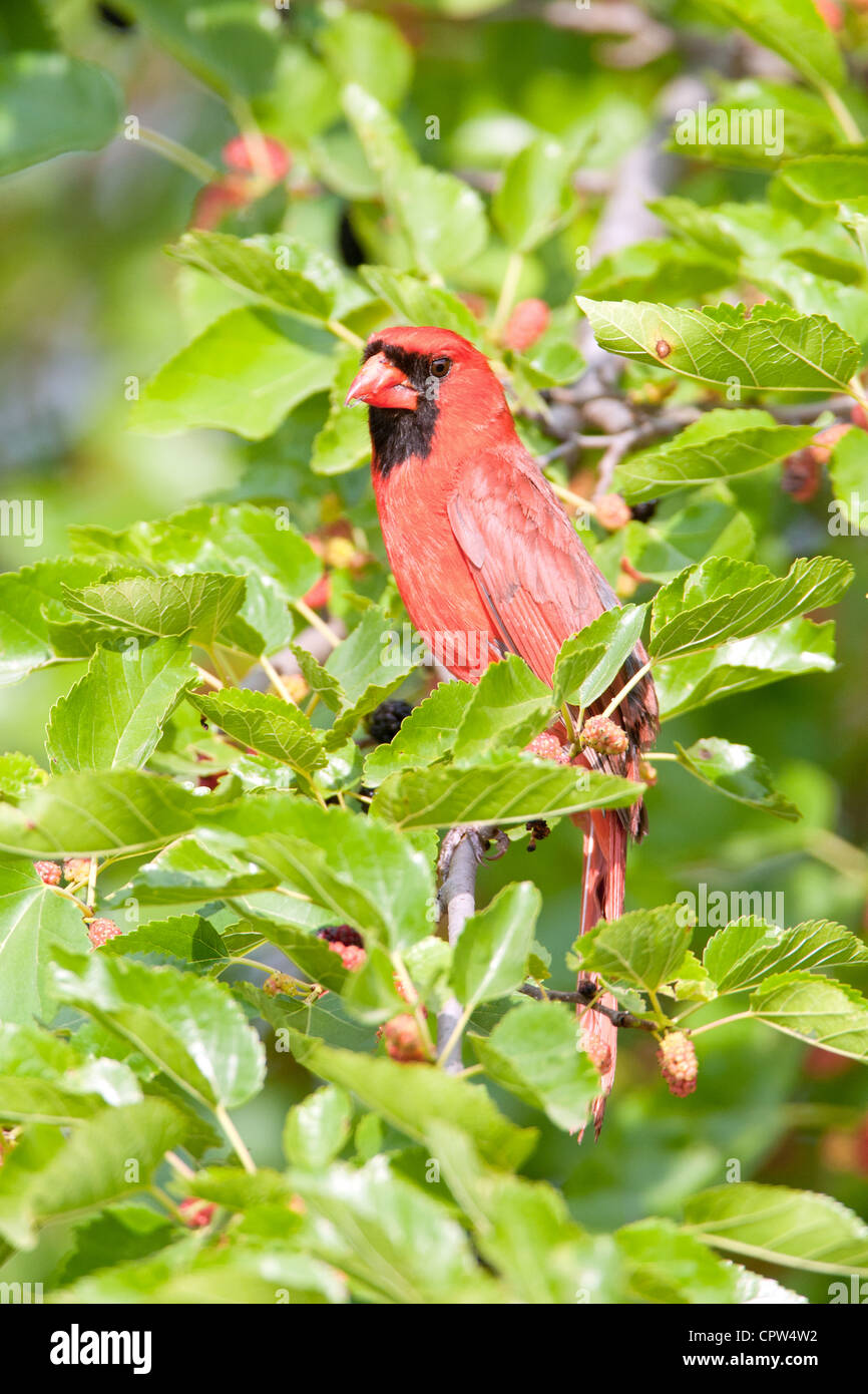 Northern Cardinal bird songbird perching perched in berries - vertical ...