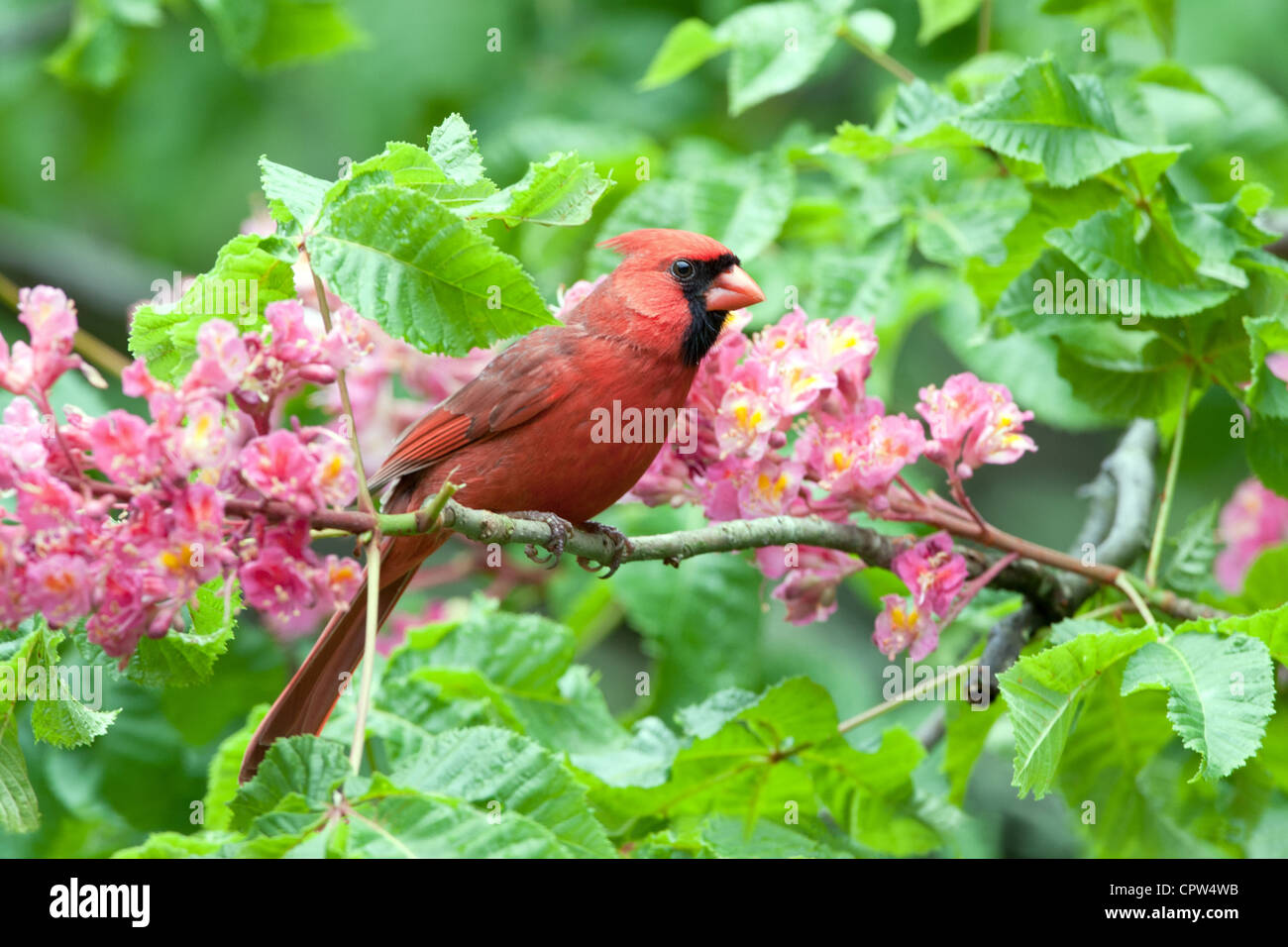 Cardinal in red chestnut tree hi-res stock photography and images - Alamy