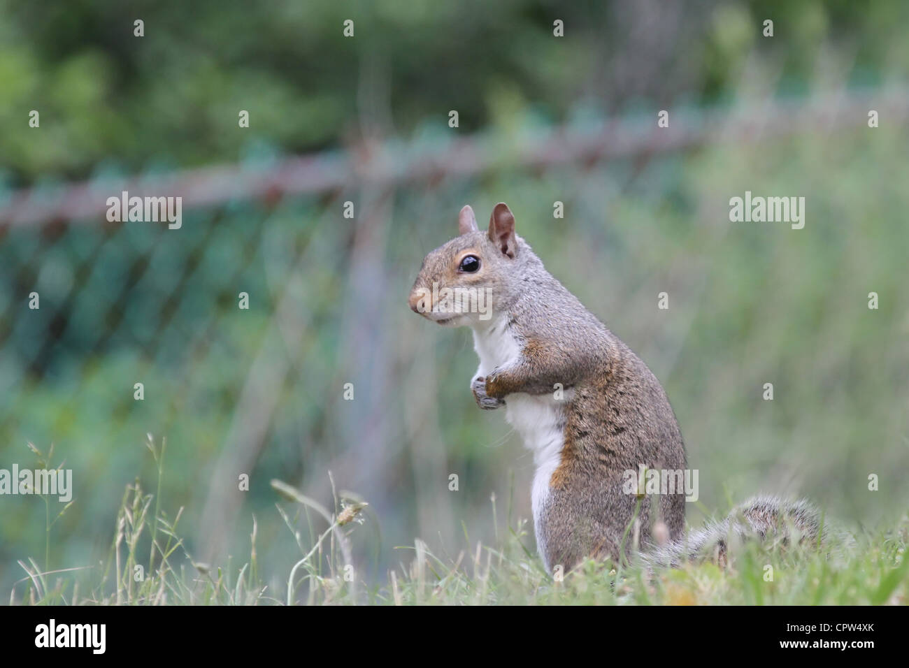 Tan squirrel hi-res stock photography and images - Alamy