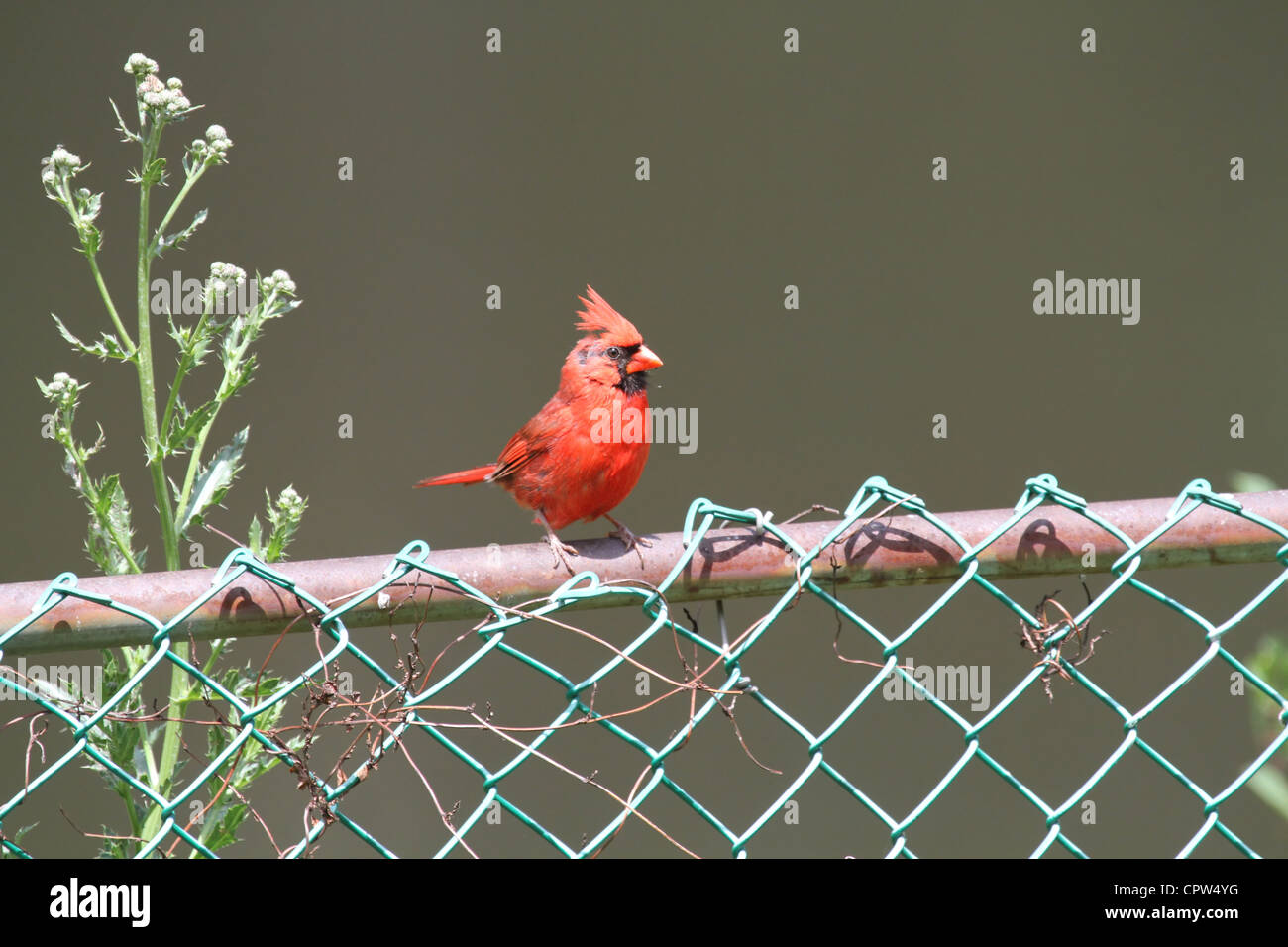 A Male Northern Cardinal perched on a fence railing Stock Photo - Alamy
