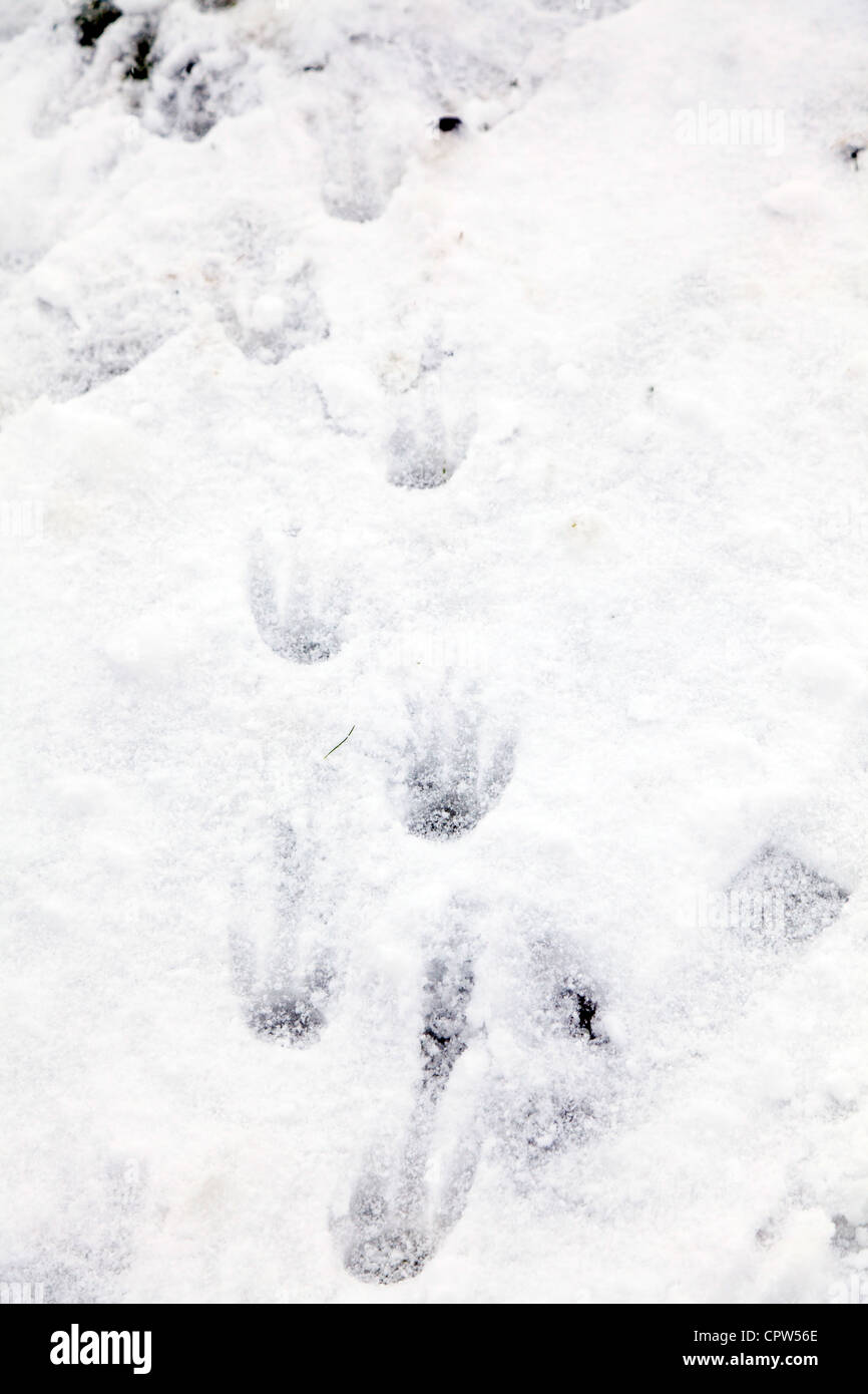 King penguin footprints tracks hi-res stock photography and images - Alamy