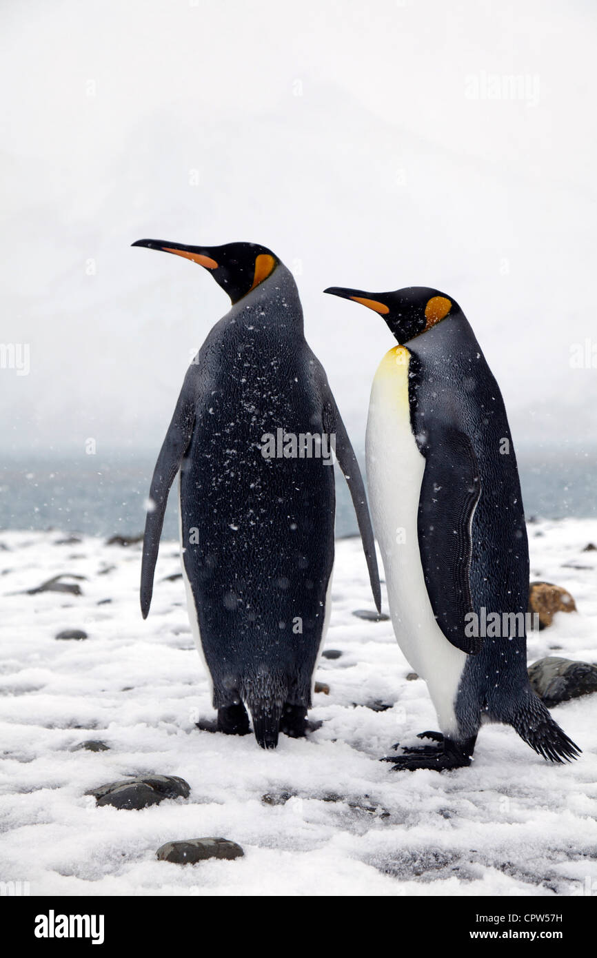 Penguins snow hi-res stock photography and images - Alamy
