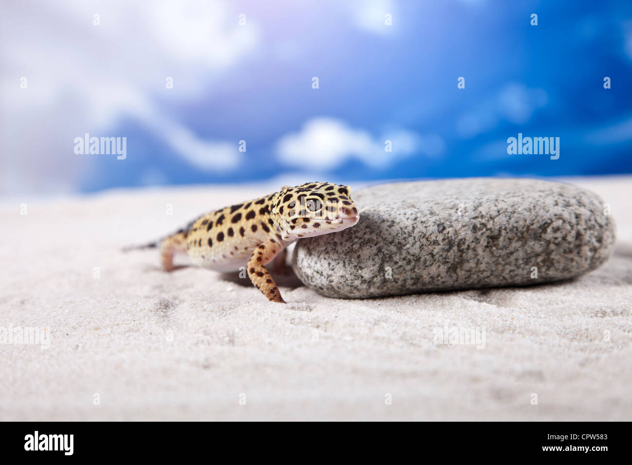 Leopard gecko sand hi-res stock photography and images - Alamy