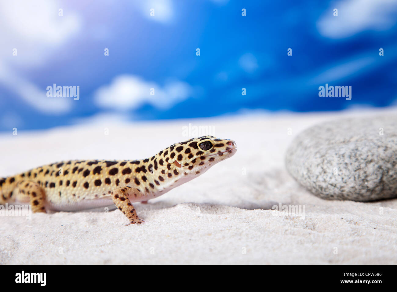 Leopard Gecko portrait! Stock Photo - Alamy