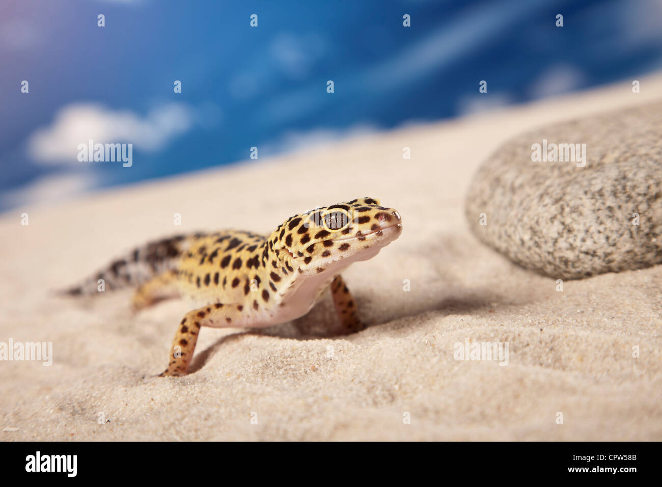 Leopard Gecko portrait! Stock Photo - Alamy
