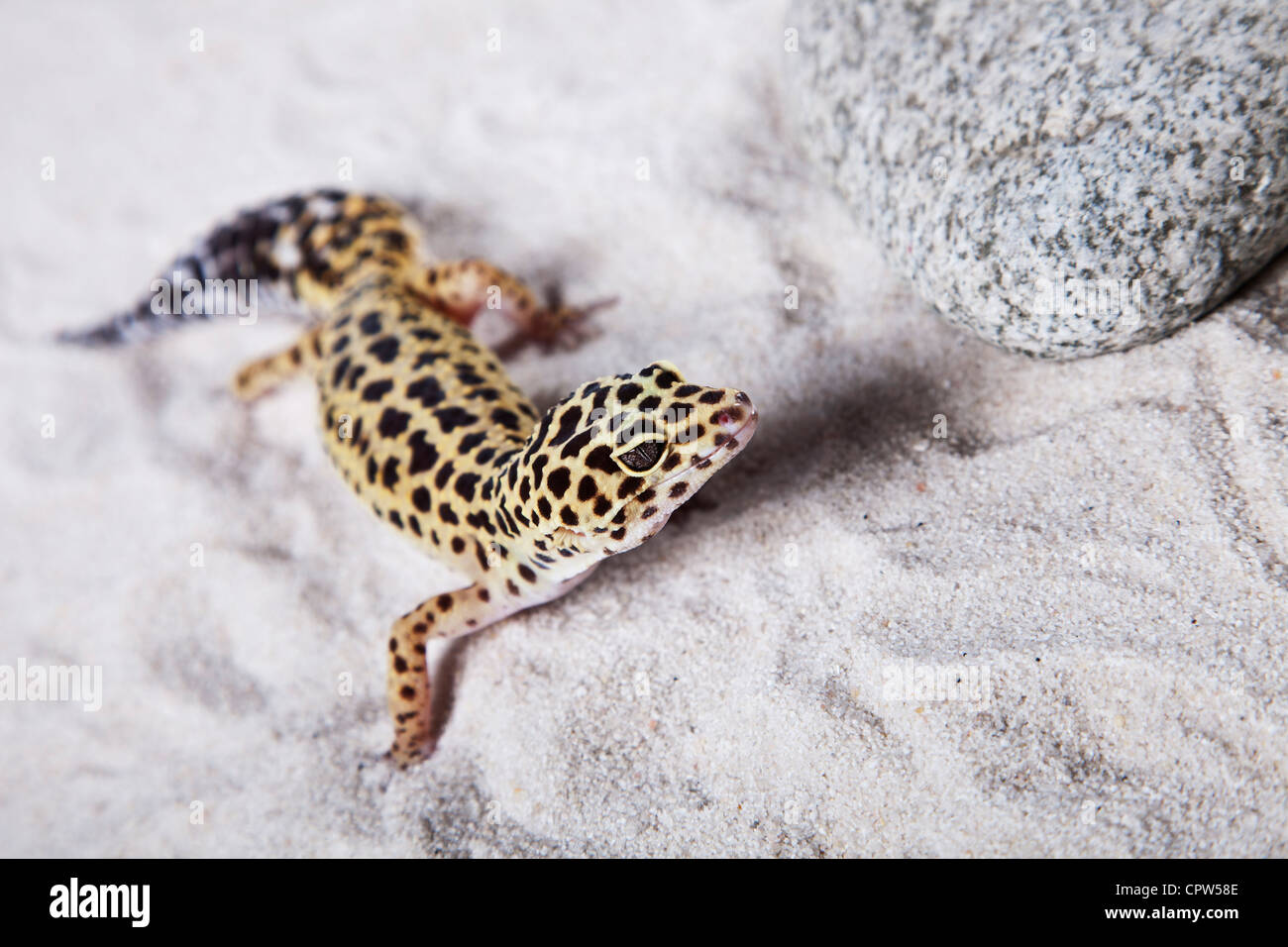Leopard Gecko portrait! Stock Photo - Alamy