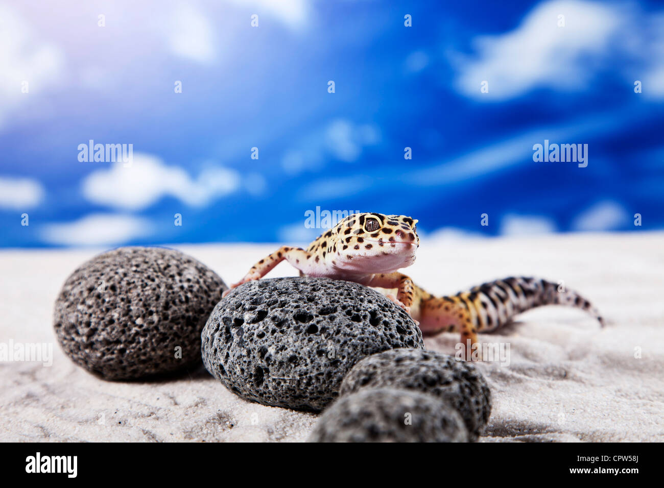 Leopard Gecko portrait! Stock Photo - Alamy