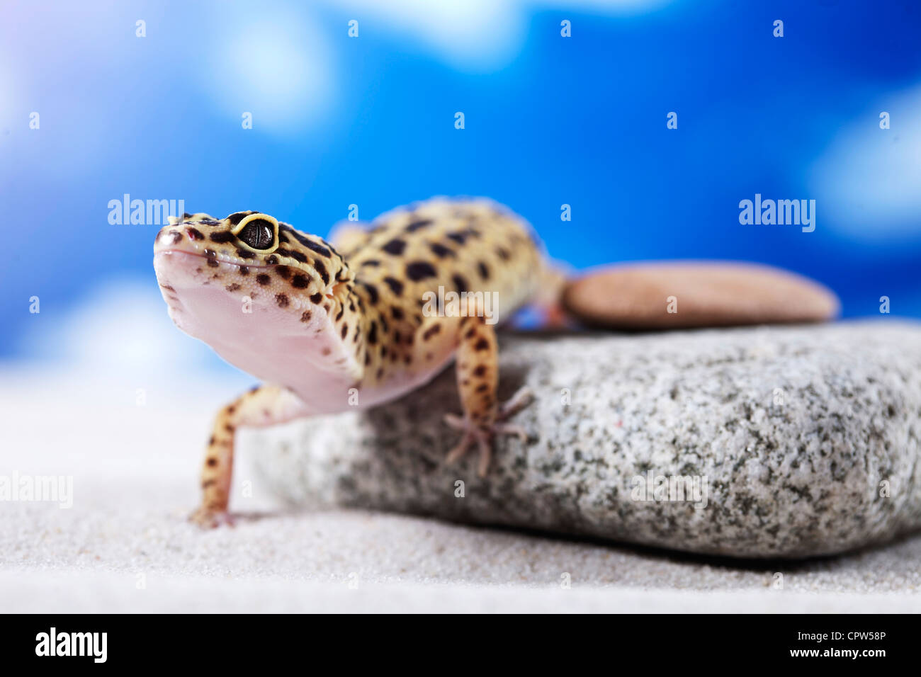 Leopard Gecko portrait! Stock Photo - Alamy