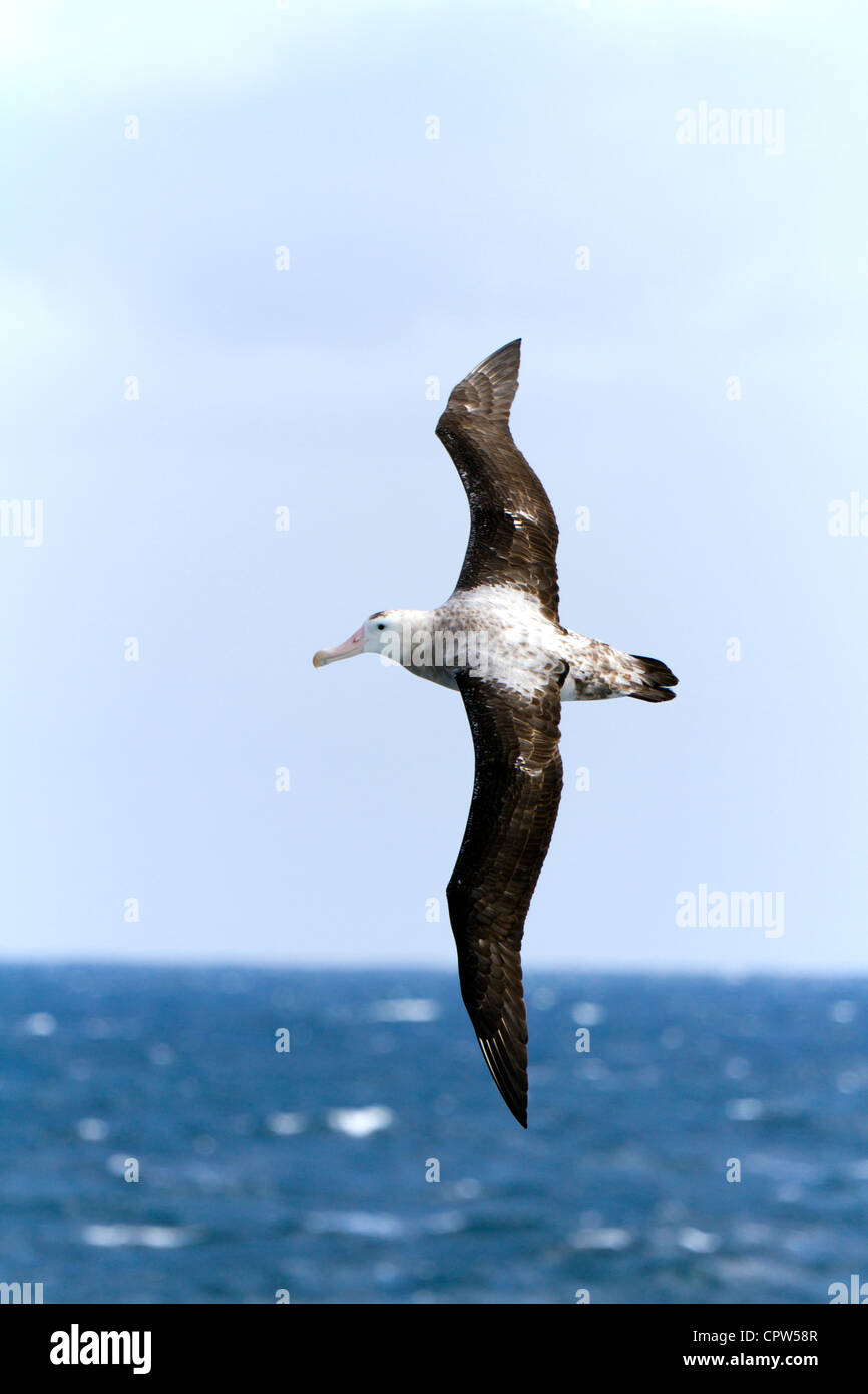 Juvenile wandering albatross in flight hi-res stock photography and ...
