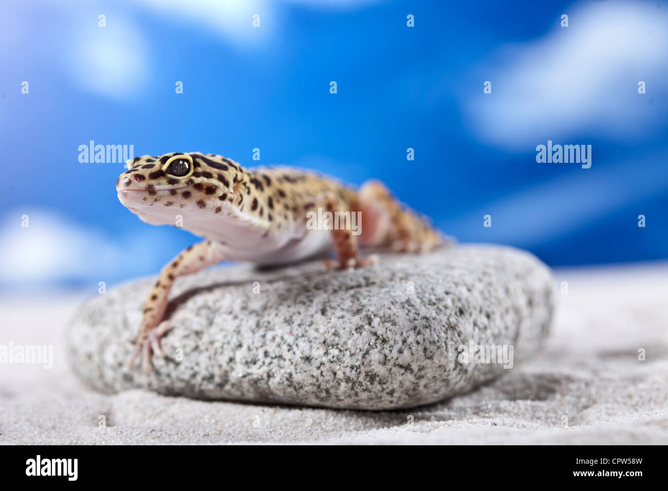 Leopard Gecko portrait! Stock Photo - Alamy