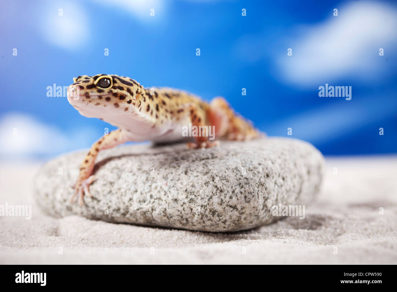 Leopard Geko High Resolution Stock Photography and Images - Alamy