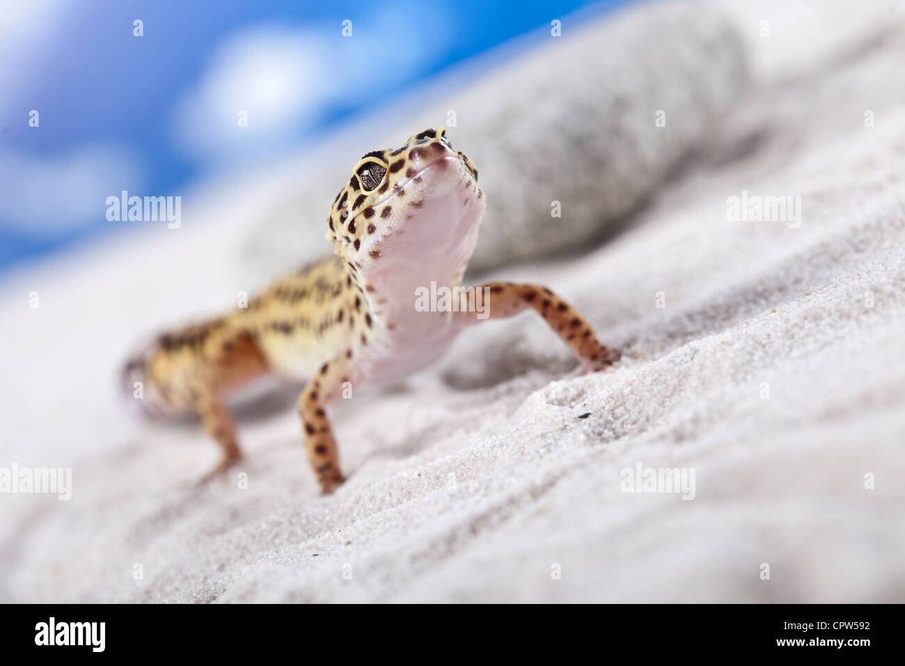 Leopard Gecko portrait! Stock Photo - Alamy