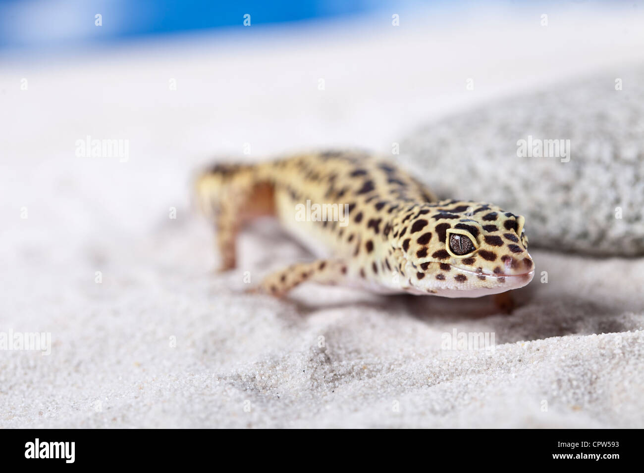 Leopard Gecko portrait! Stock Photo - Alamy