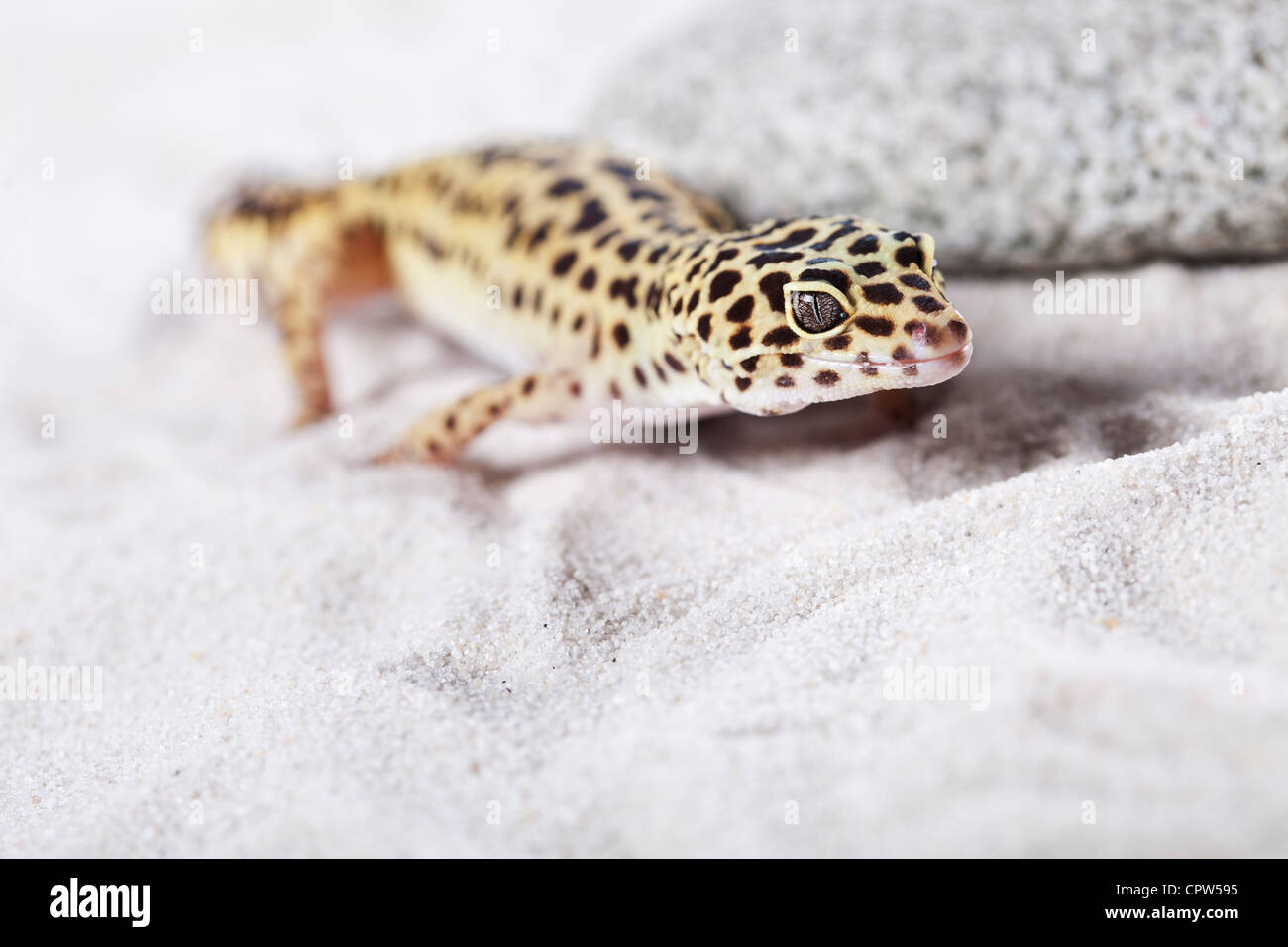 Leopard Gecko portrait! Stock Photo - Alamy