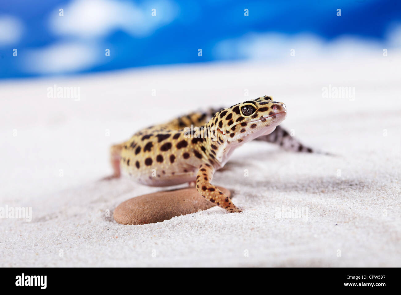 Leopard Gecko portrait! Stock Photo - Alamy