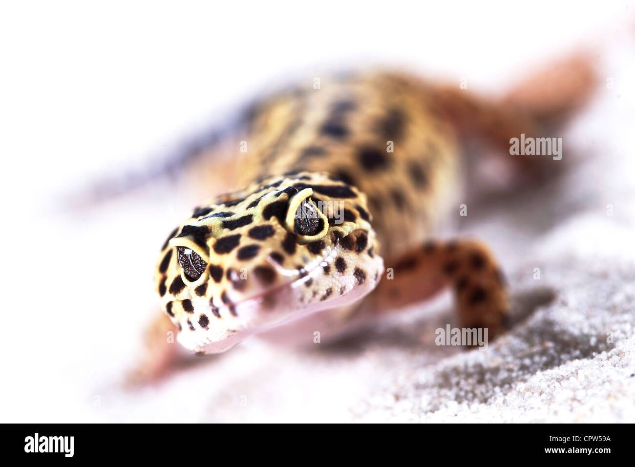 Leopard Geko High Resolution Stock Photography and Images - Alamy